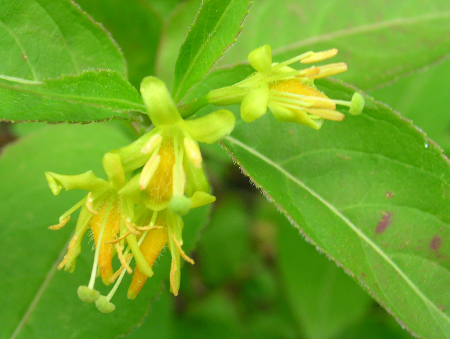 Diervilla lonicera - Northern Bush Honeysuckle | PlantMaster
