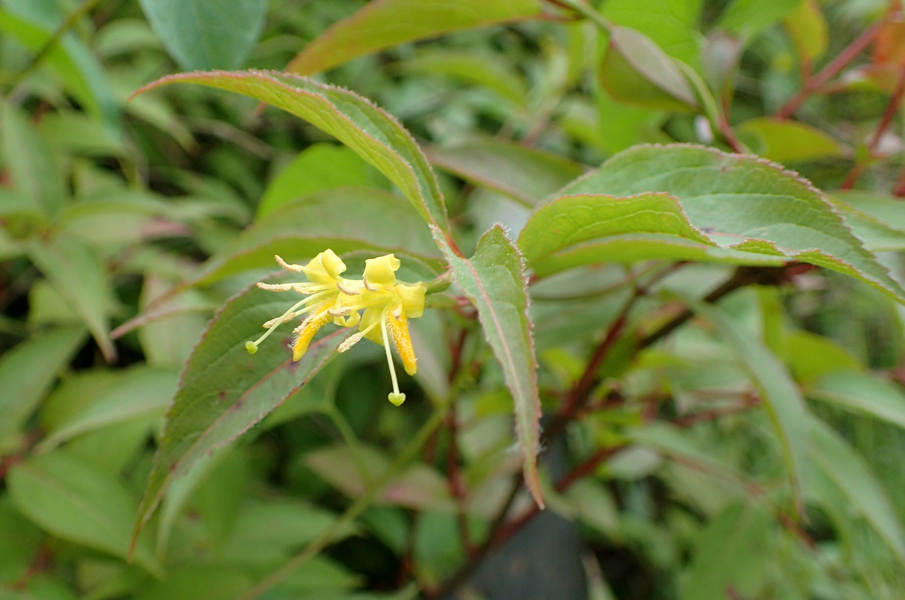 Diervilla lonicera - Northern Bush Honeysuckle | PlantMaster