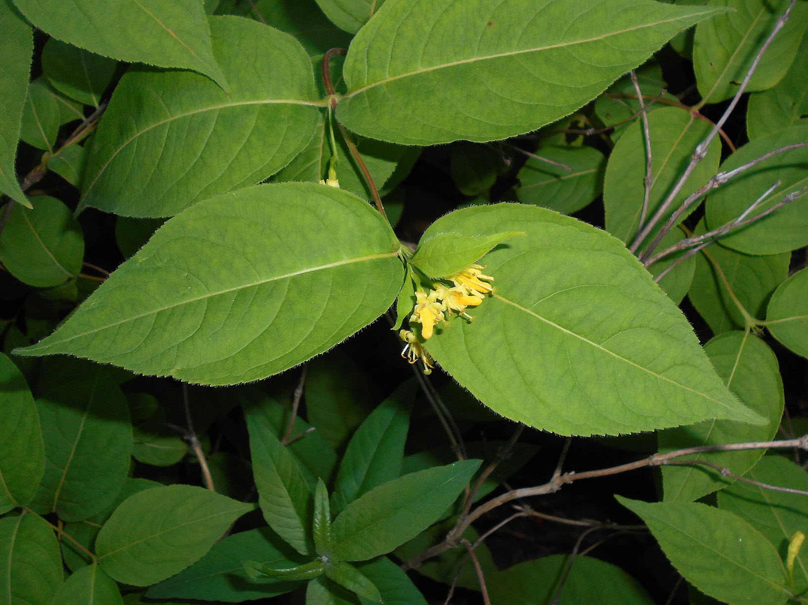 Diervilla lonicera - Northern Bush Honeysuckle | PlantMaster