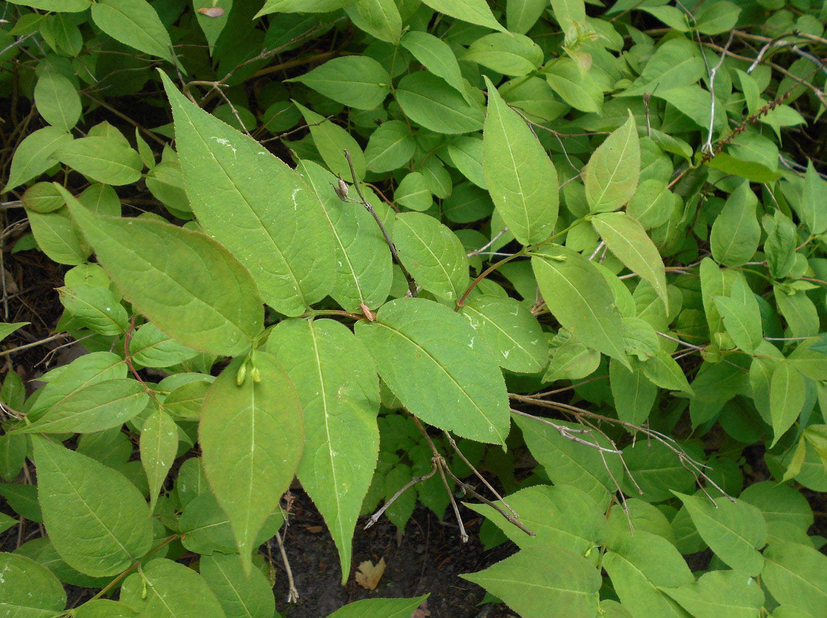 Diervilla lonicera - Northern Bush Honeysuckle | PlantMaster