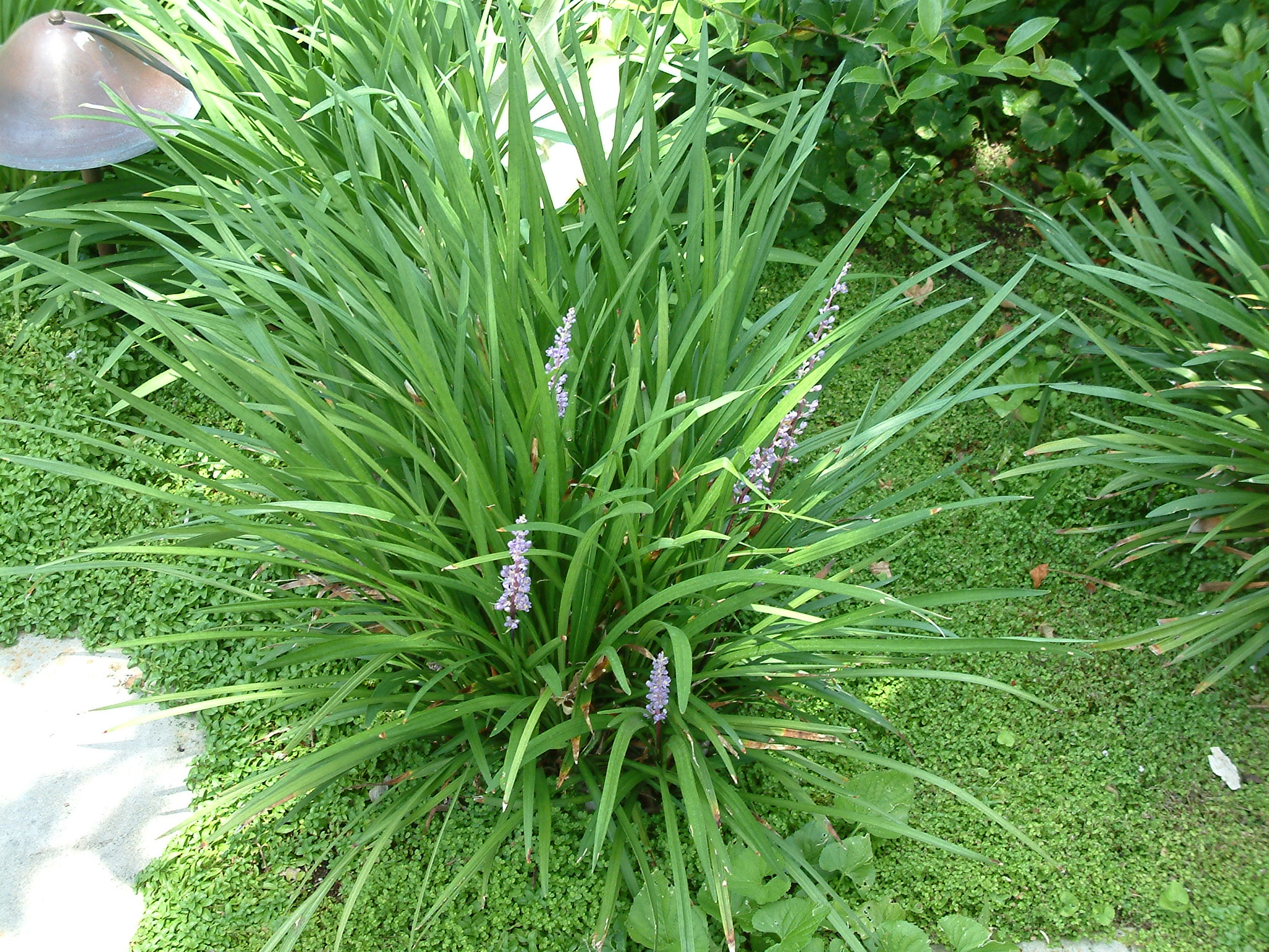 Liriope Muscari Lily Turf Grass