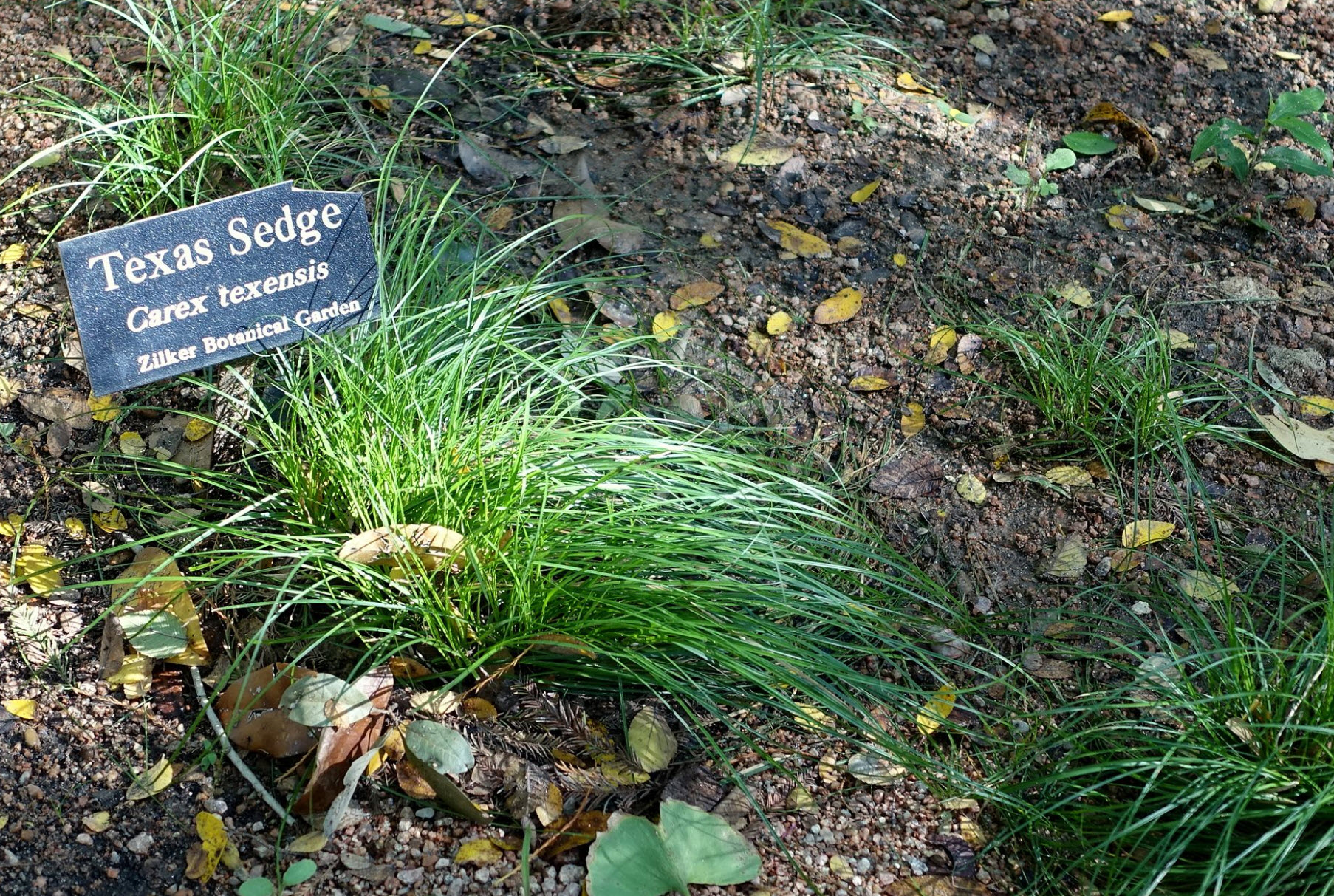 Carex texensis - Texas Sedge | PlantMaster