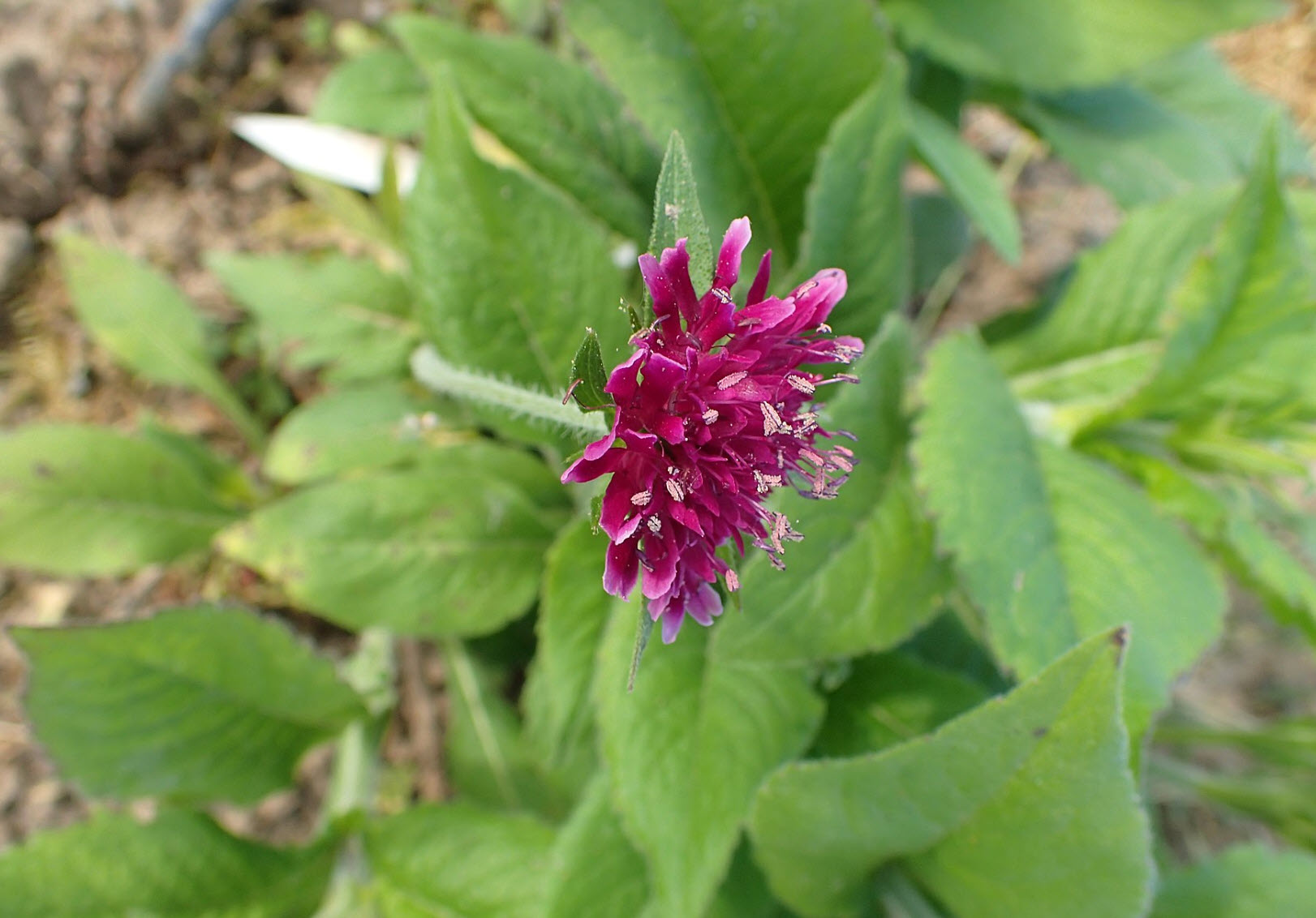 Knautia macedonica - Crimson Scabious | PlantMaster