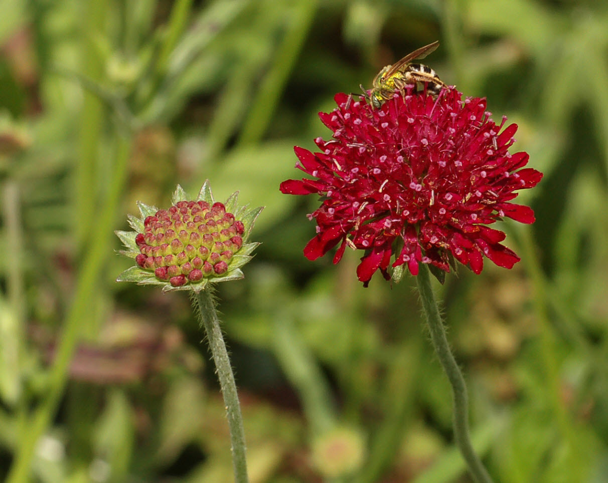 Knautia macedonica - Crimson Scabious | PlantMaster