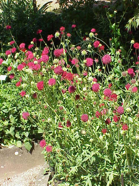 Knautia macedonica - Crimson Scabious | PlantMaster