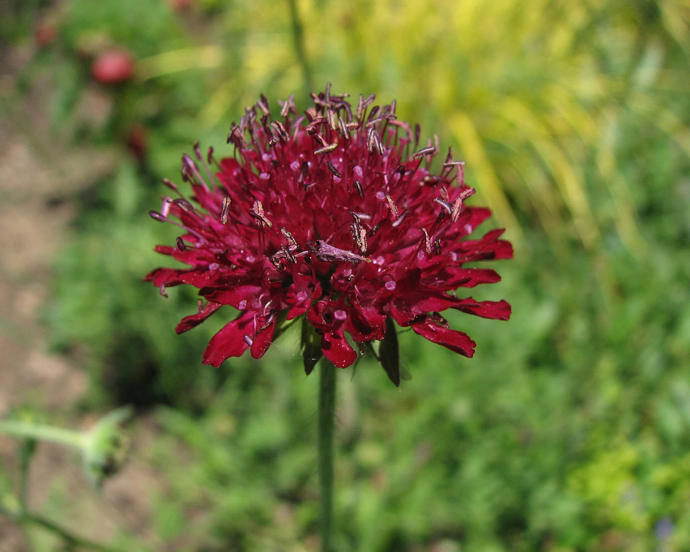 Knautia macedonica - Crimson Scabious | PlantMaster