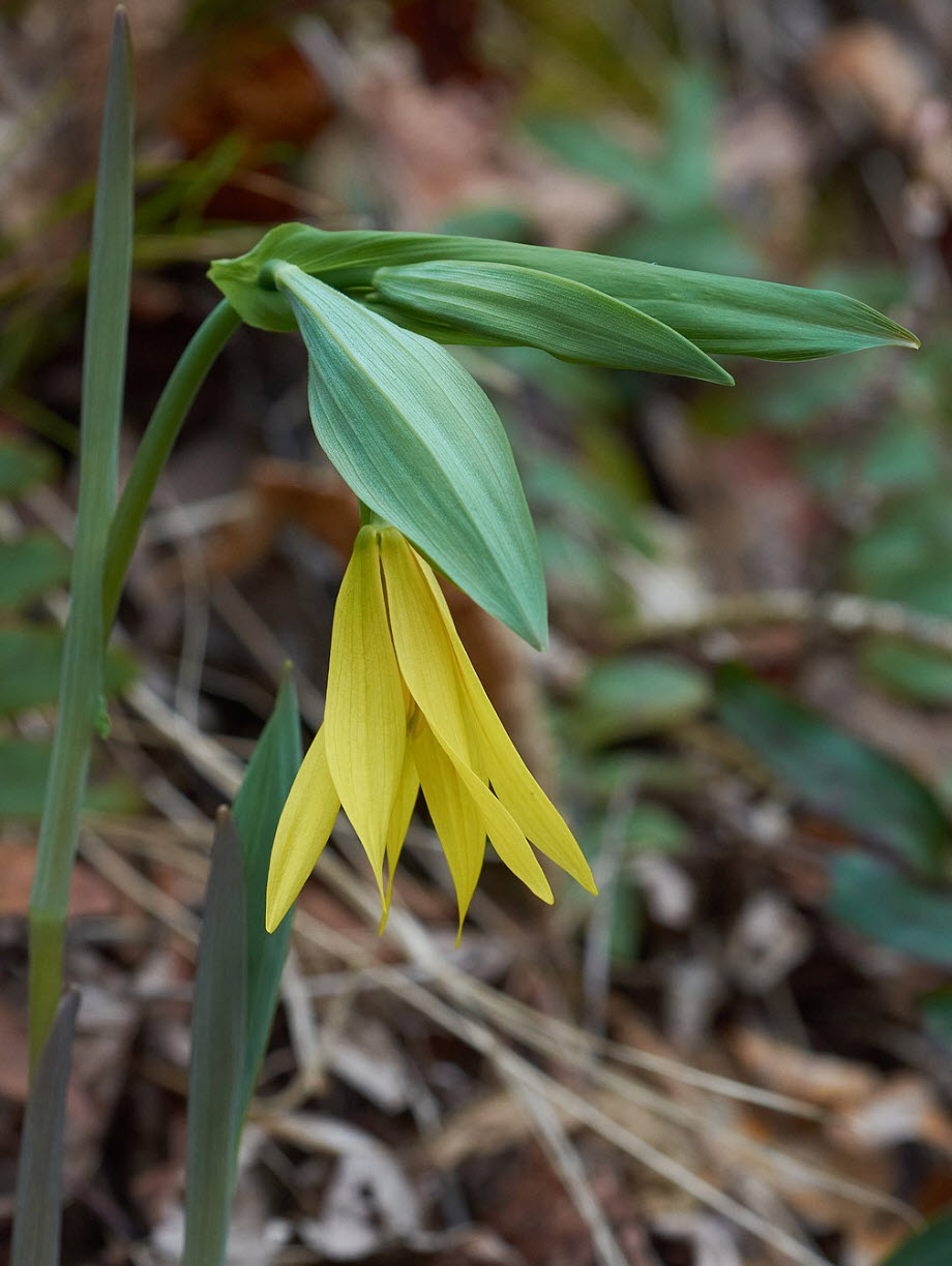 Uvularia Hayloft Plants Uvularia Grandiflorax X3 Bare Roots