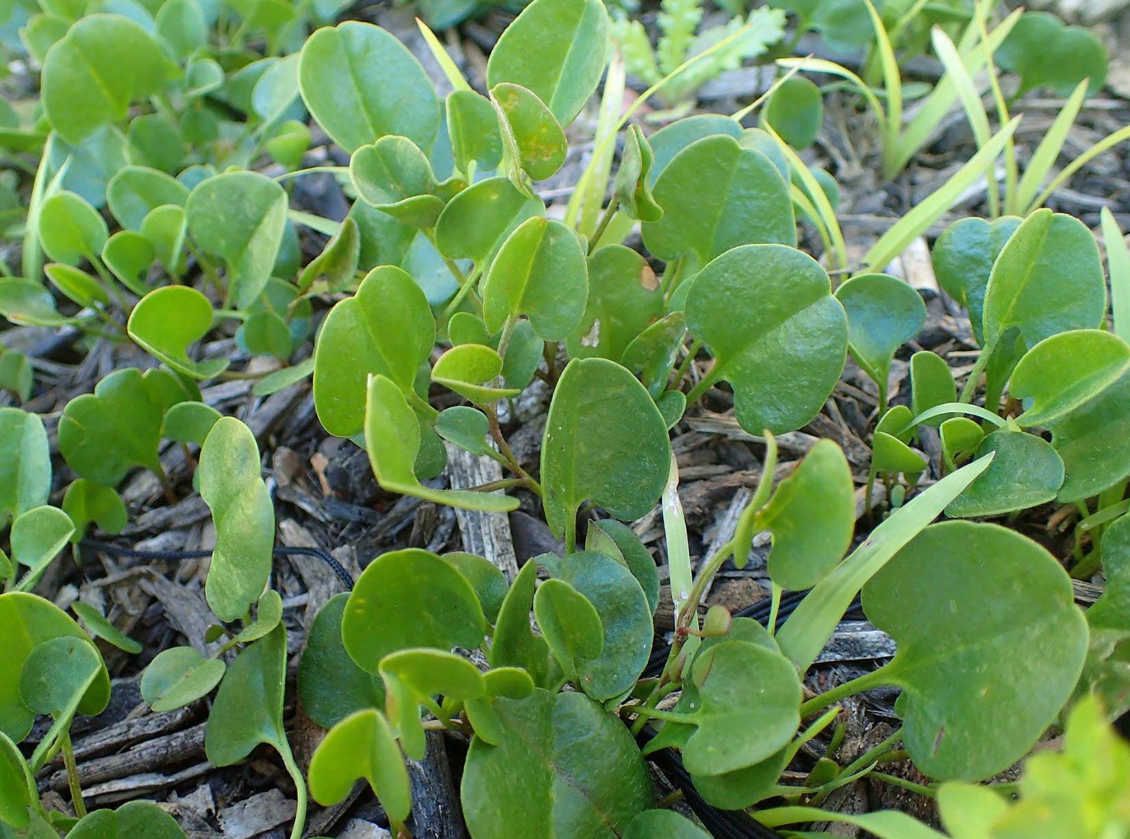 Falkia repens - Little Ears | PlantMaster