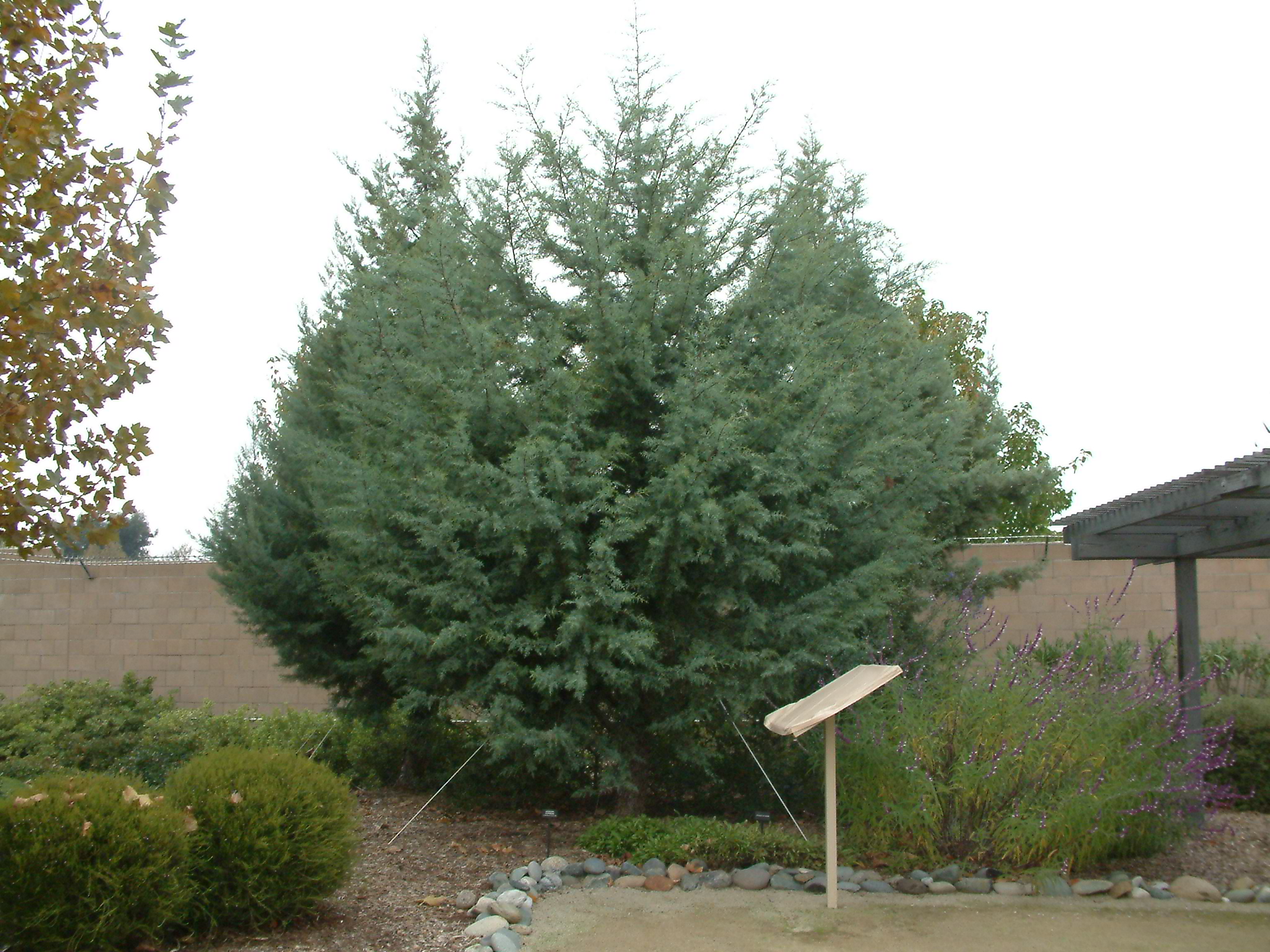 Cupressus arizonica - Arizona Cypress | PlantMaster