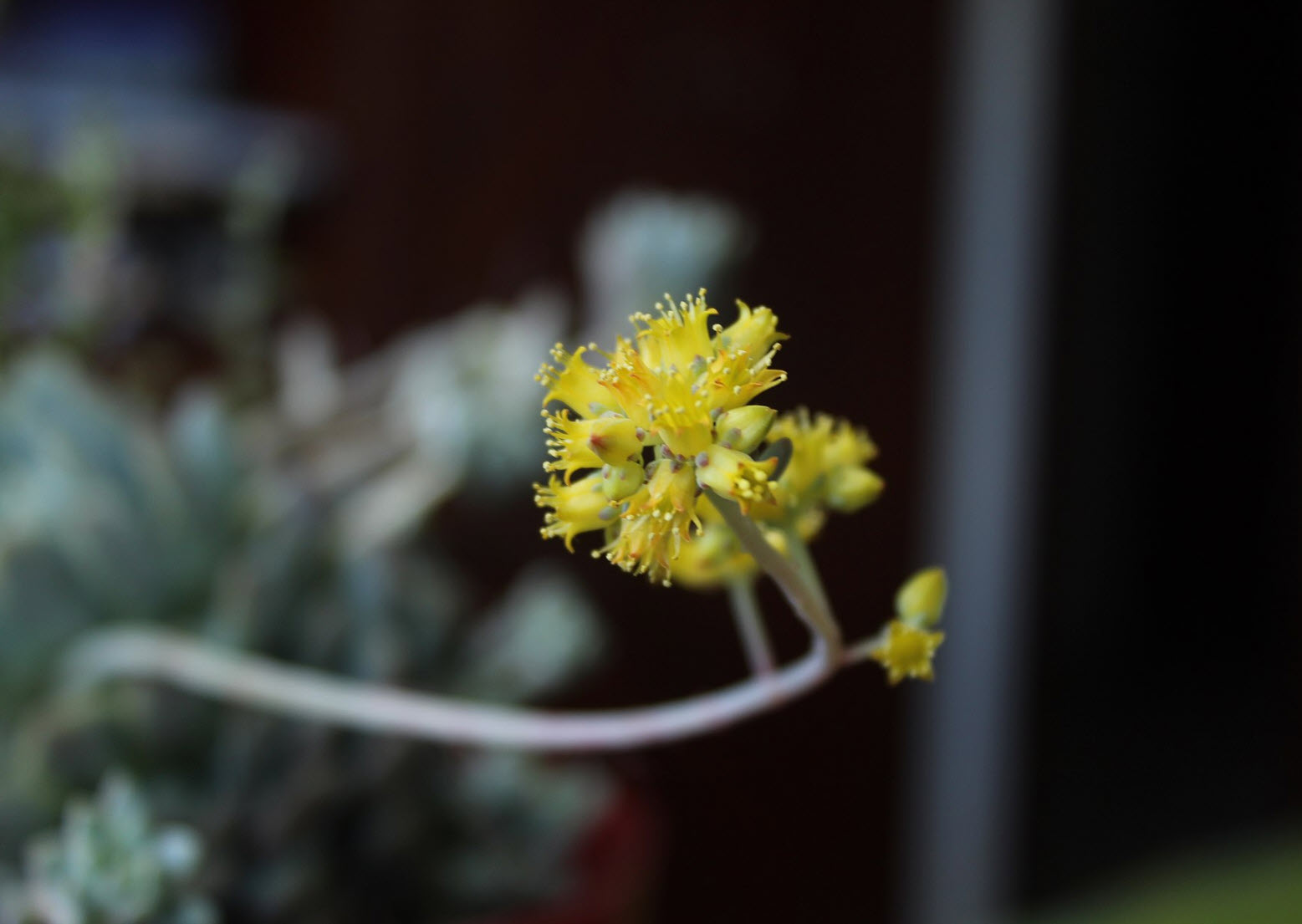 Echeveria prolifica - Prolific Echeveria | PlantMaster