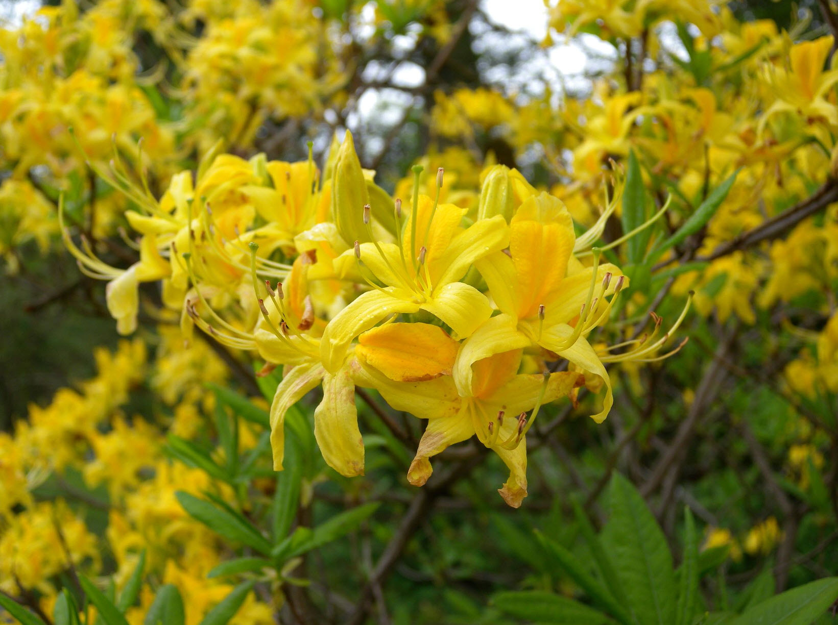 Rhododendron luteum - Pontic Azalea | PlantMaster