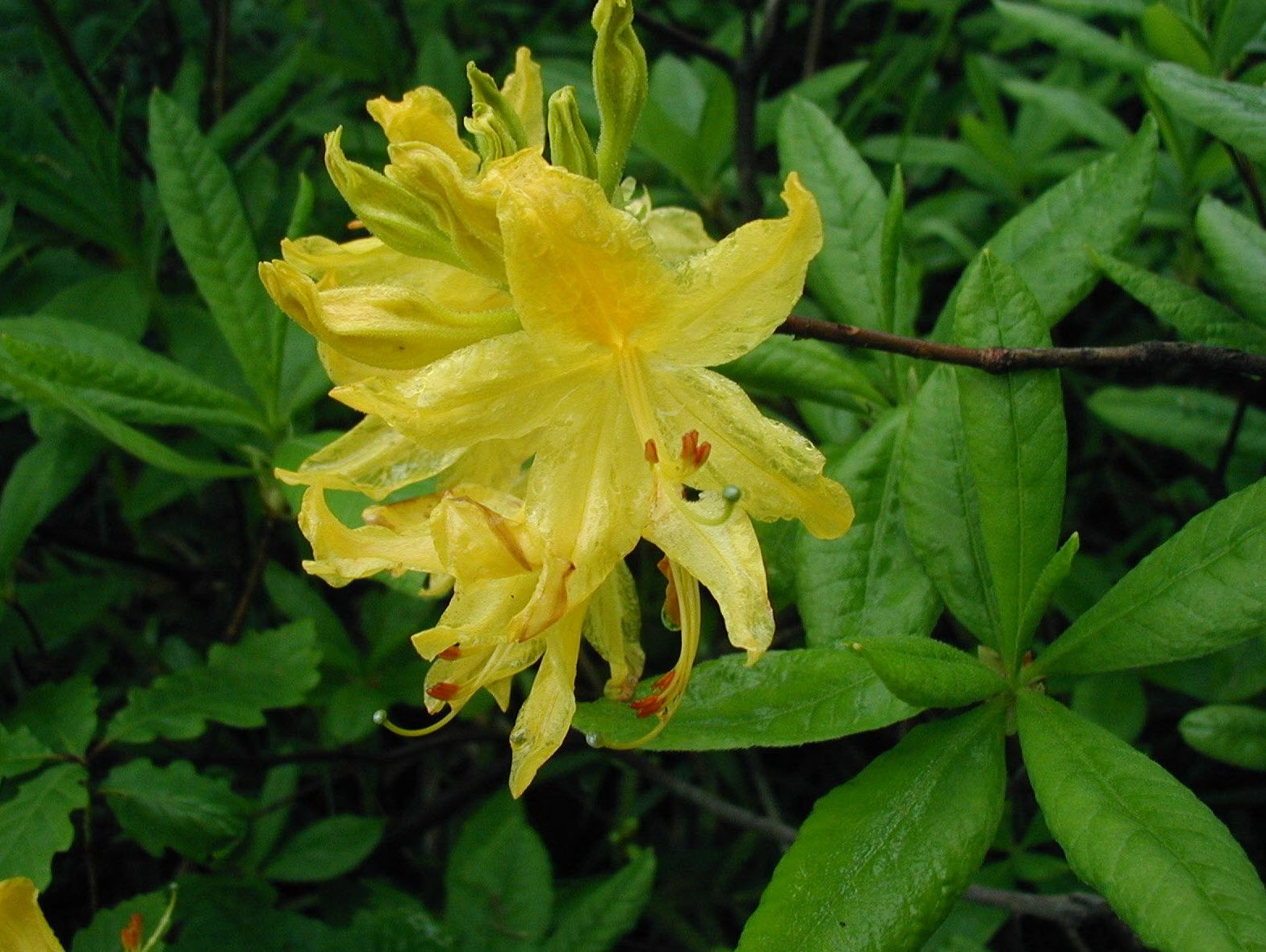 Rhododendron luteum - Pontic Azalea | PlantMaster
