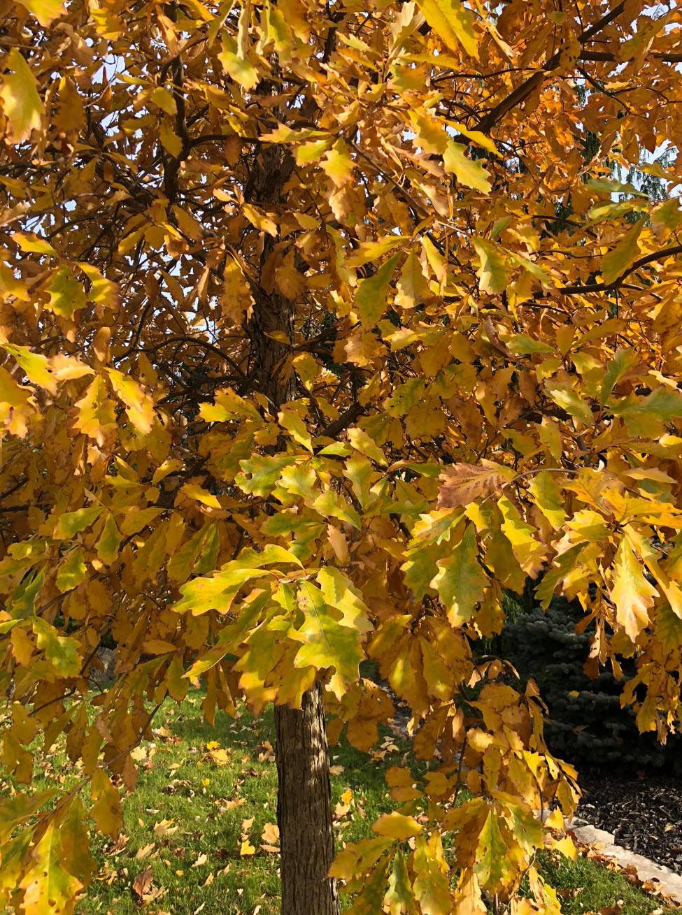 Quercus Bicolor Fall Color Swamp White Oak, Quercus Bicolor