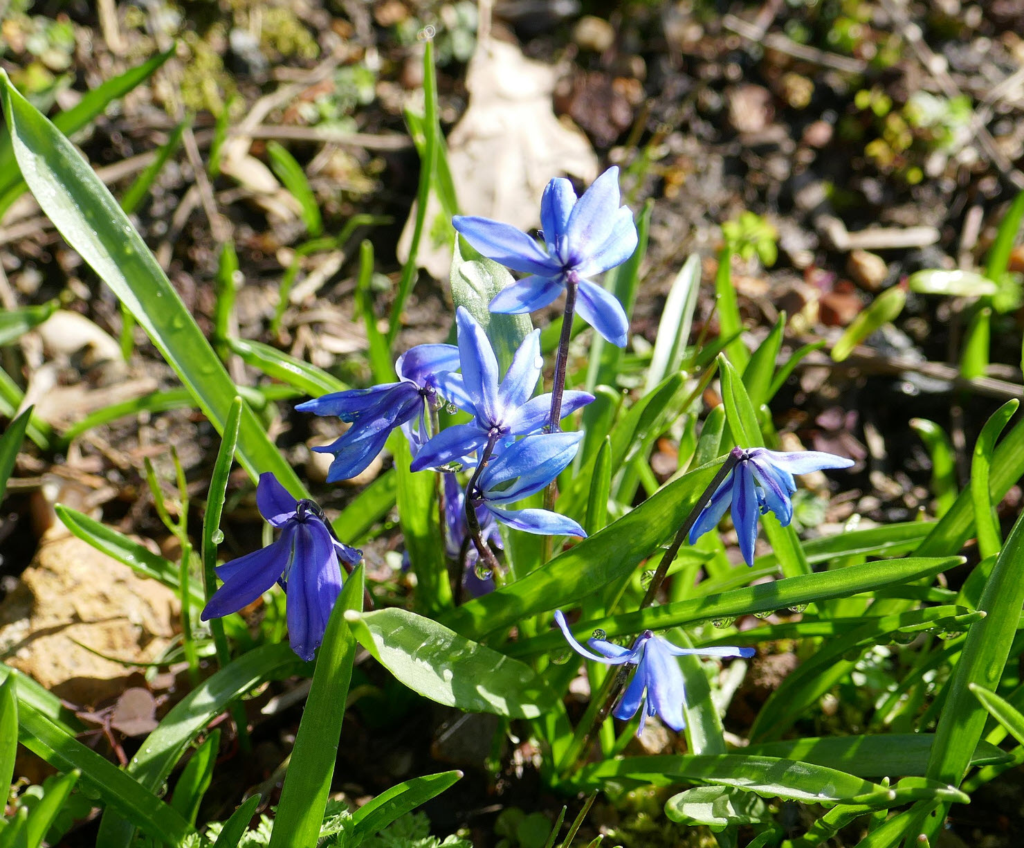 Siberian Squill Scilla Siberica 'Alba' Siberian Squill From ADR Bulbs