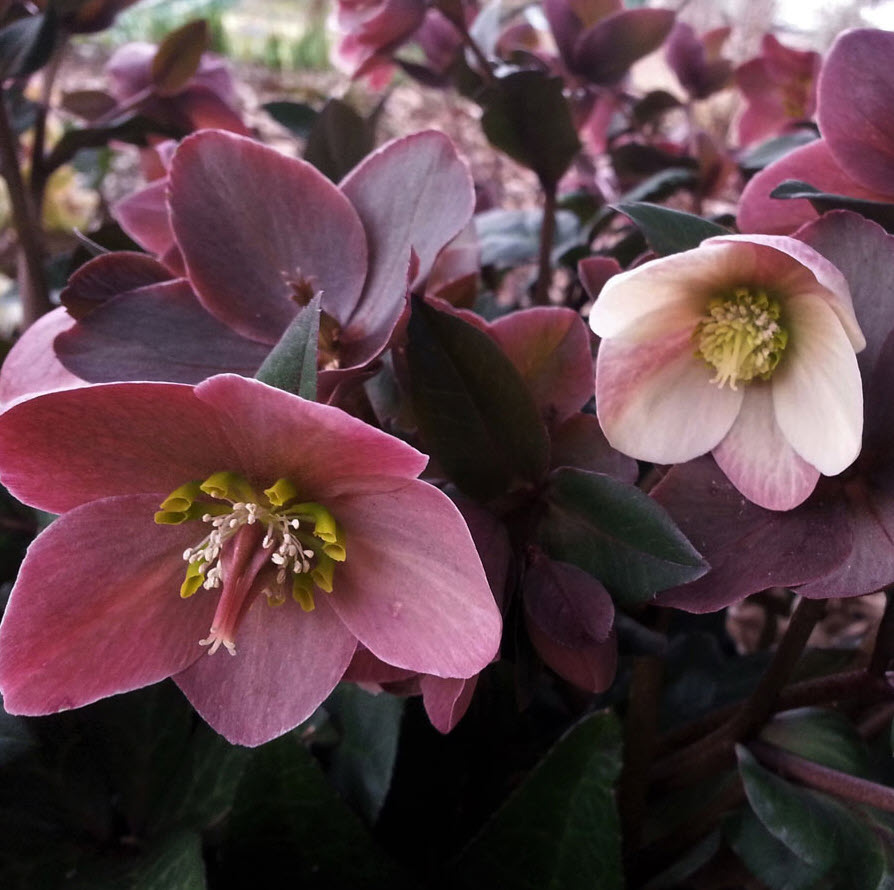 Helleborus 'Merlin' - Merlin Hellebore | PlantMaster