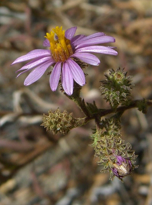 Lessingia filaginifolia - California Aster | PlantMaster