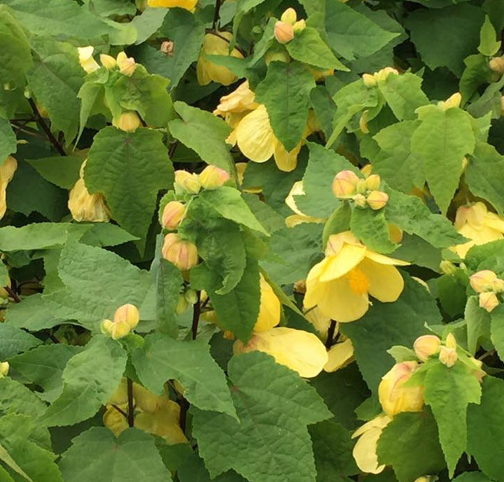 Yellow Abutilon Chinese Lanterns PlantFiles Pictures: Abutilon,