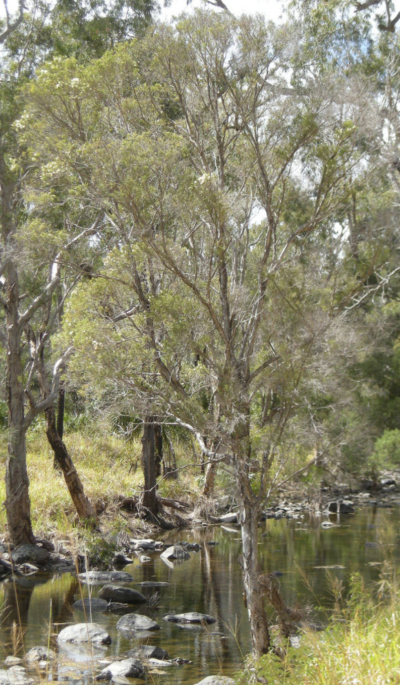 Melaleuca linariifolia - Flax Leaf Paperbark | PlantMaster