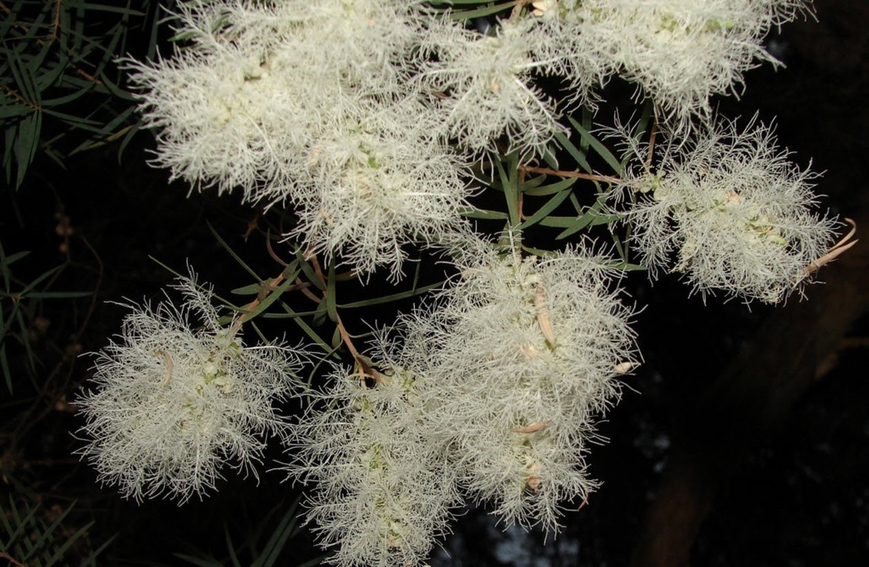 Melaleuca linariifolia - Flax Leaf Paperbark | PlantMaster