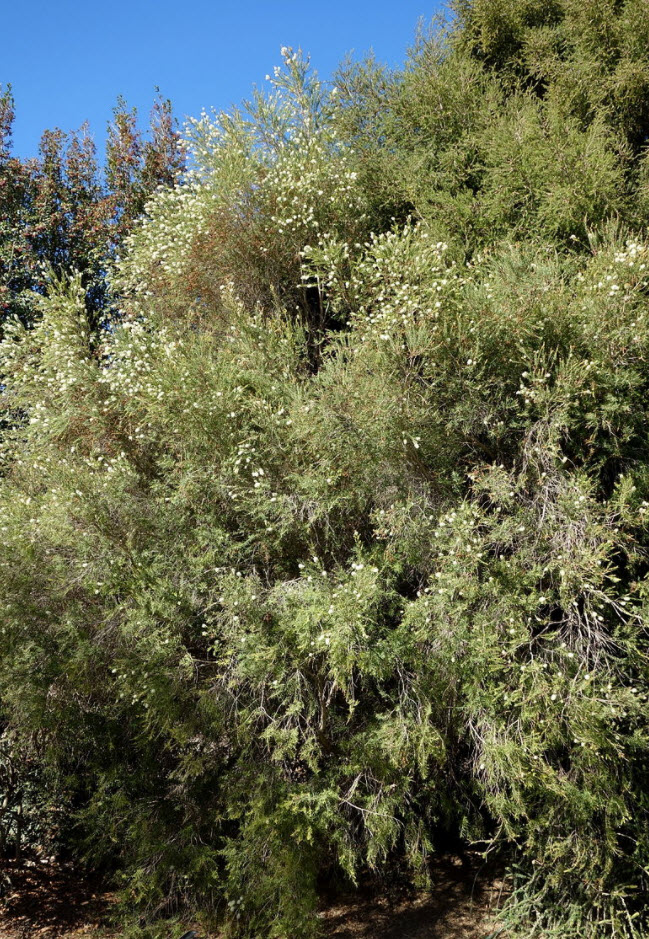 Melaleuca linariifolia - Flax Leaf Paperbark | PlantMaster