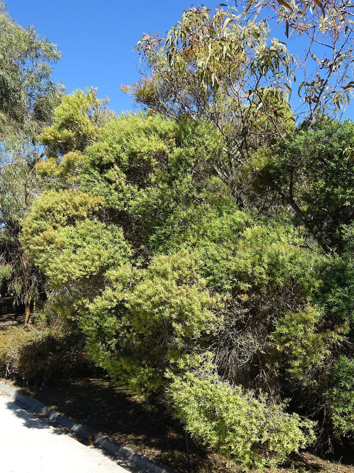 Melaleuca linariifolia - Flax Leaf Paperbark | PlantMaster
