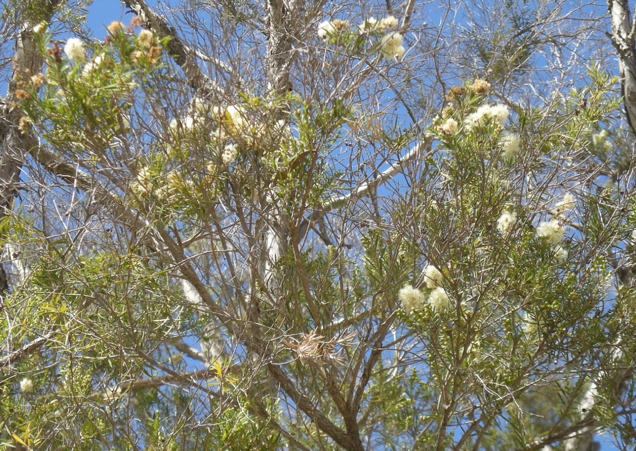 Melaleuca linariifolia - Flax Leaf Paperbark | PlantMaster