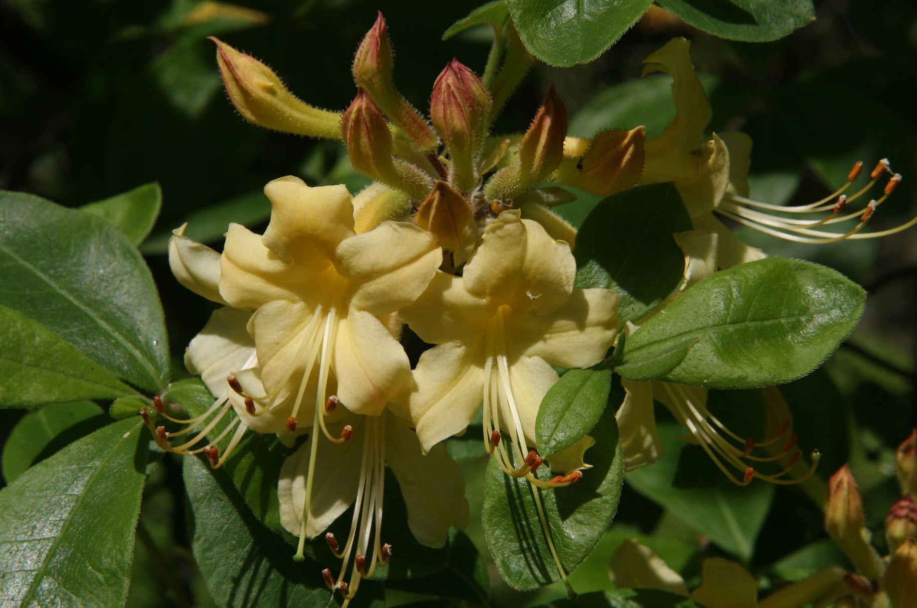 Rhododendron austrinum - Florida Azalea | PlantMaster