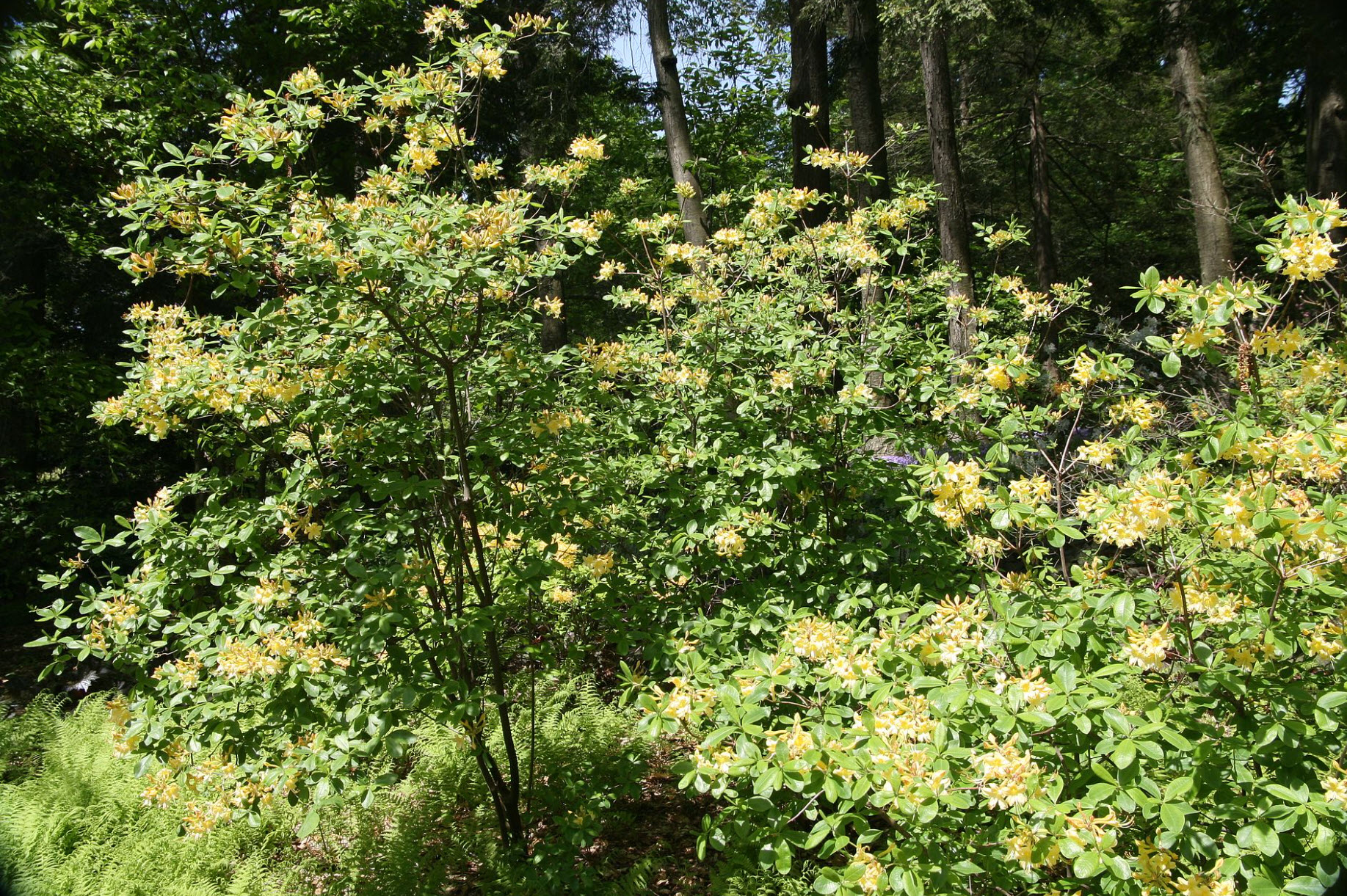 Rhododendron austrinum - Florida Azalea | PlantMaster
