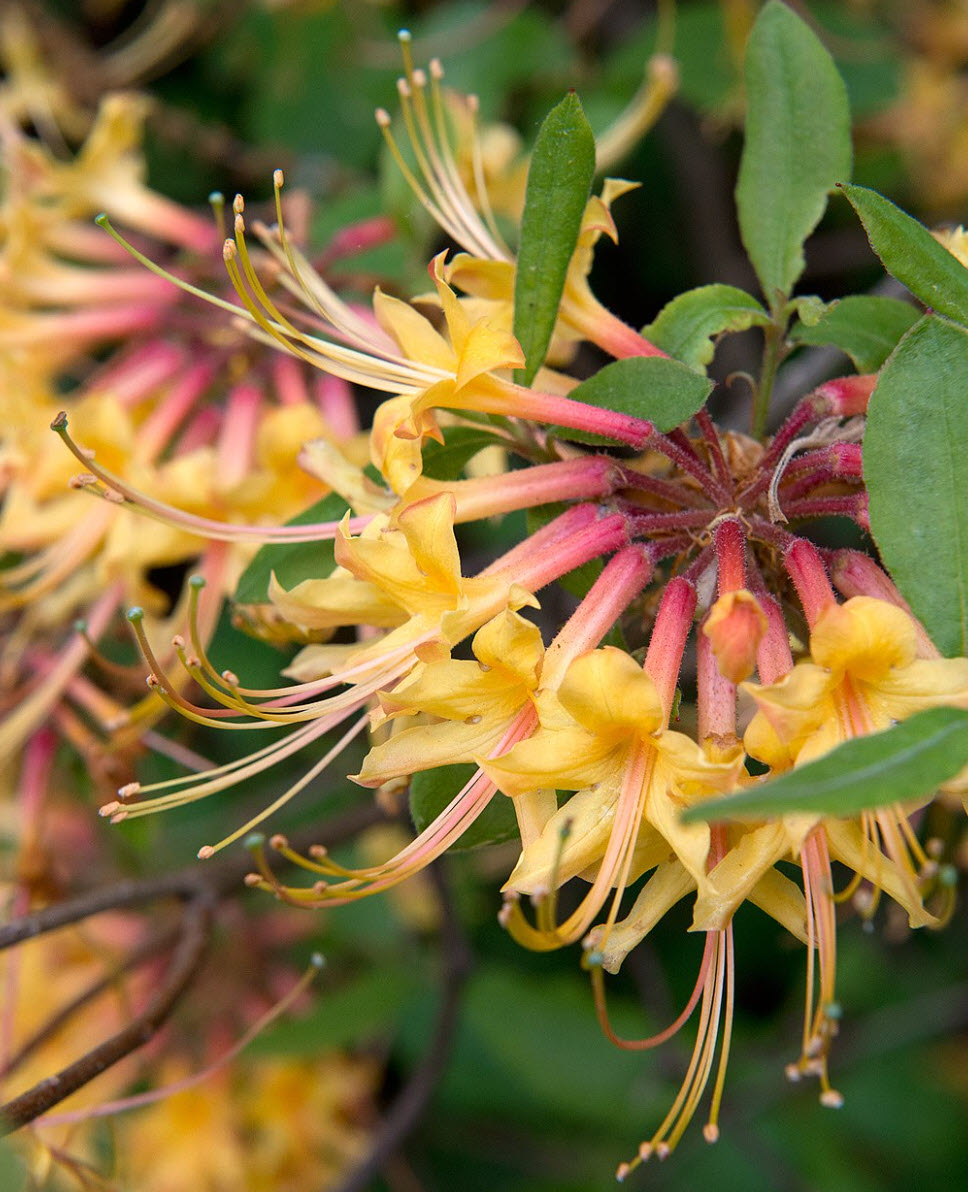 Rhododendron austrinum - Florida Azalea | PlantMaster