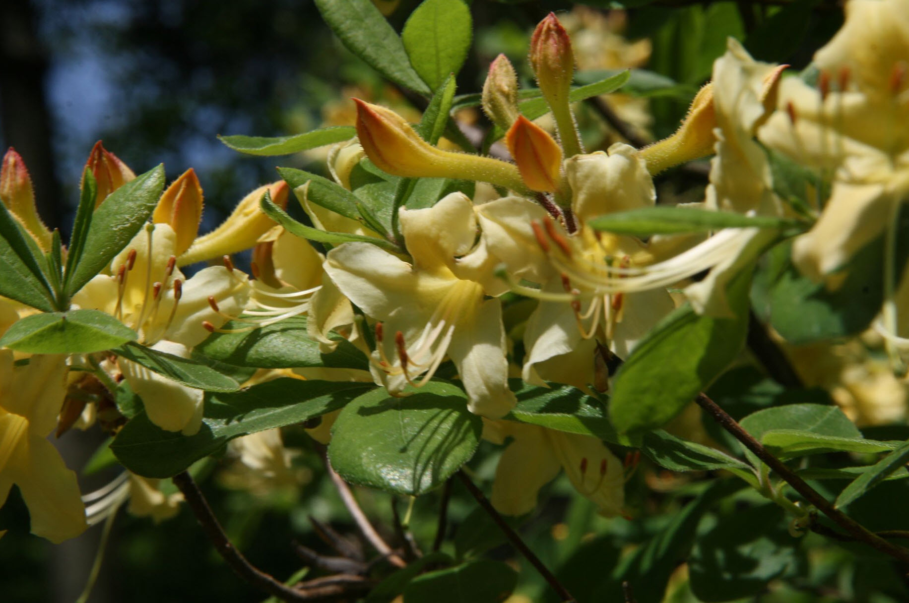 Rhododendron austrinum - Florida Azalea | PlantMaster