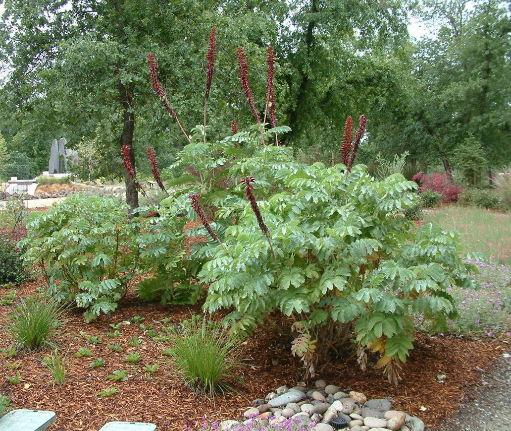 Melianthus major - Honey Bush | PlantMaster
