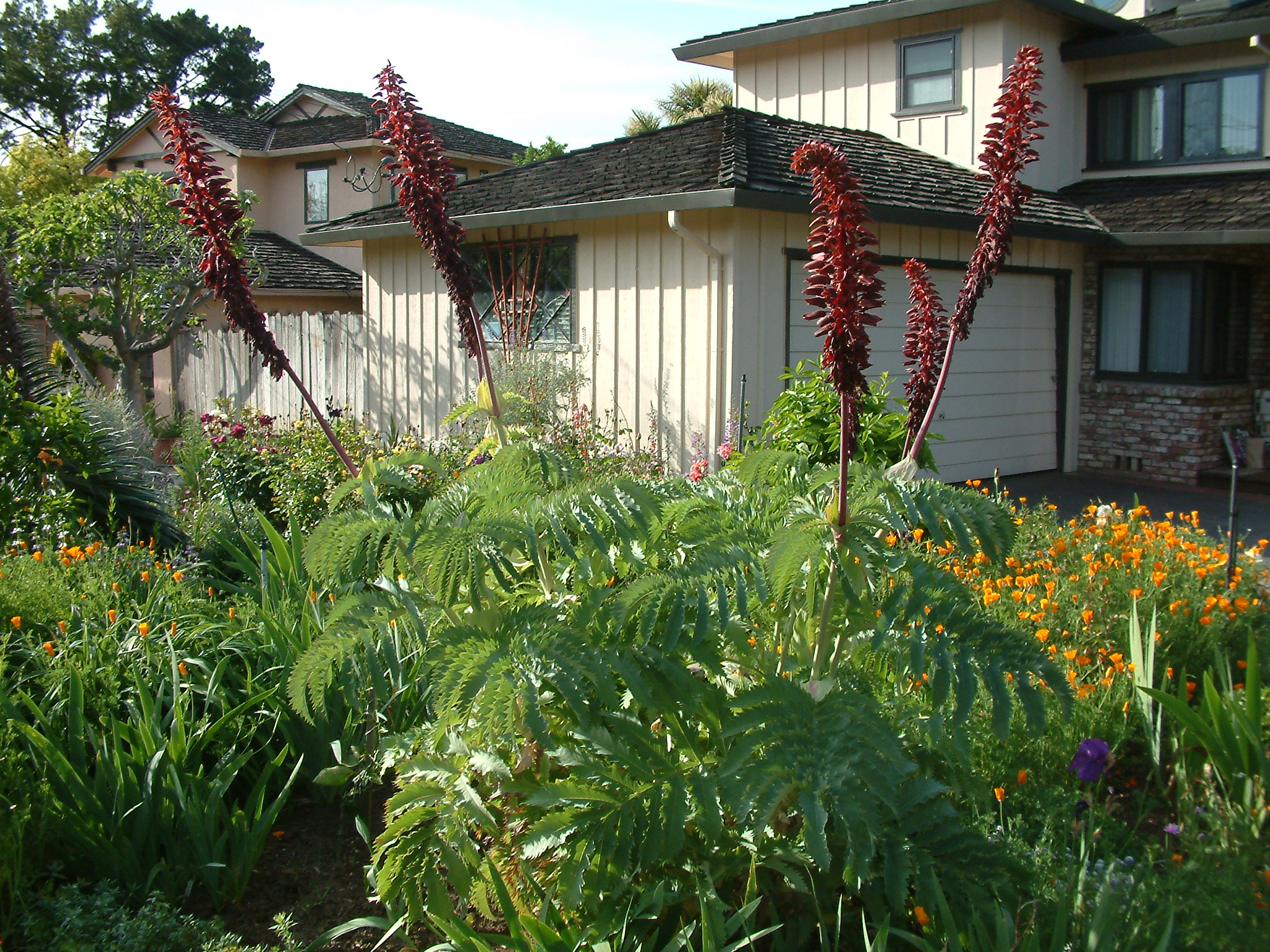 Melianthus major - Honey Bush | PlantMaster