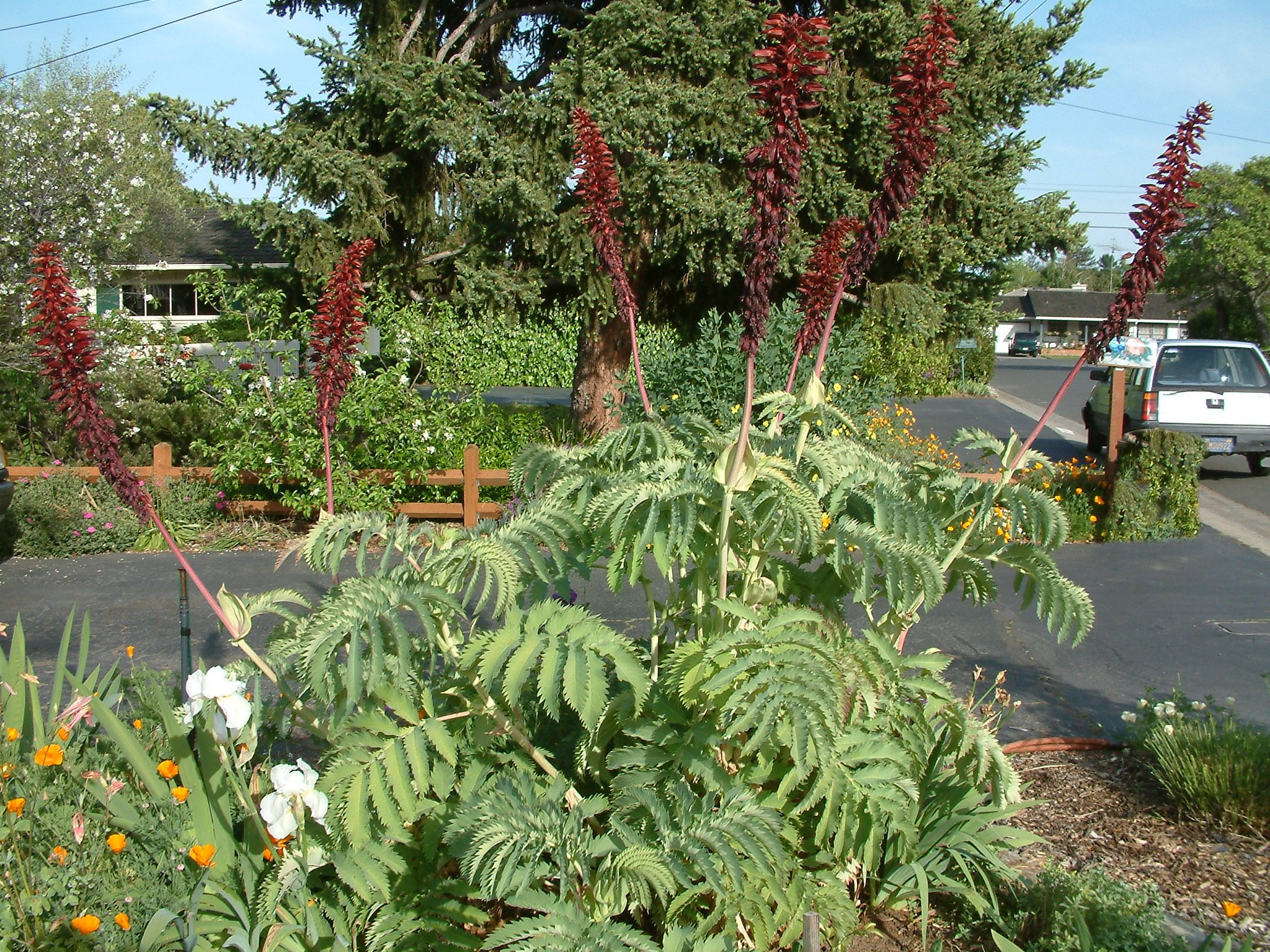 Melianthus major - Honey Bush | PlantMaster