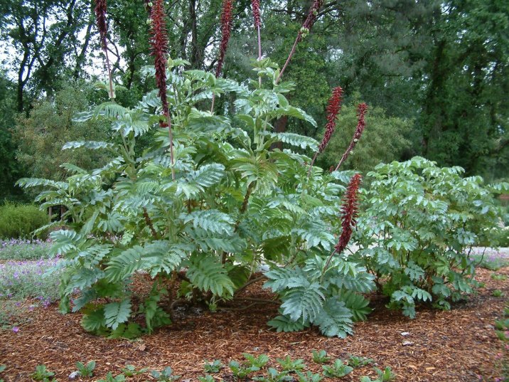 Melianthus major - Honey Bush | PlantMaster