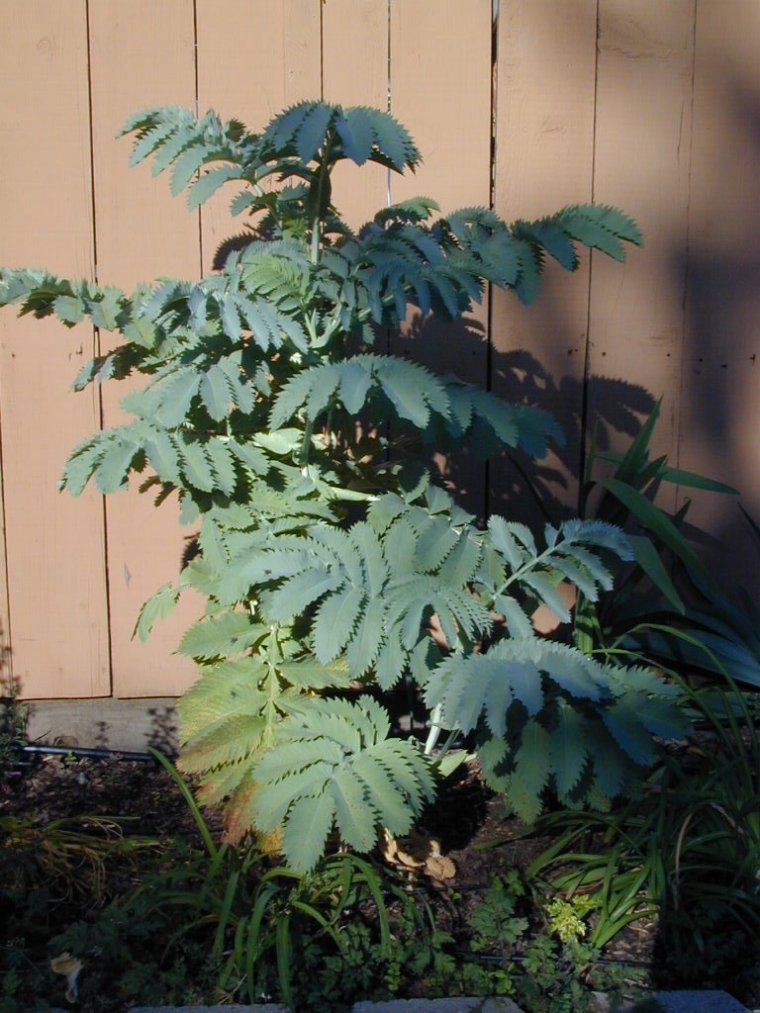 Melianthus major - Honey Bush | PlantMaster