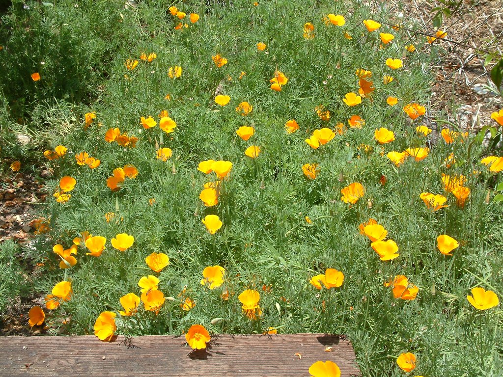 Eschscholzia californica - California Poppy | PlantMaster