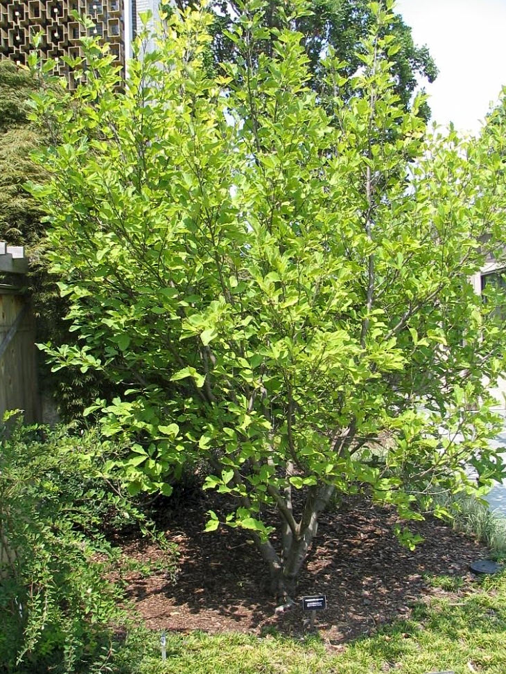 Hamamelis vernalis - American Witch Hazel | PlantMaster