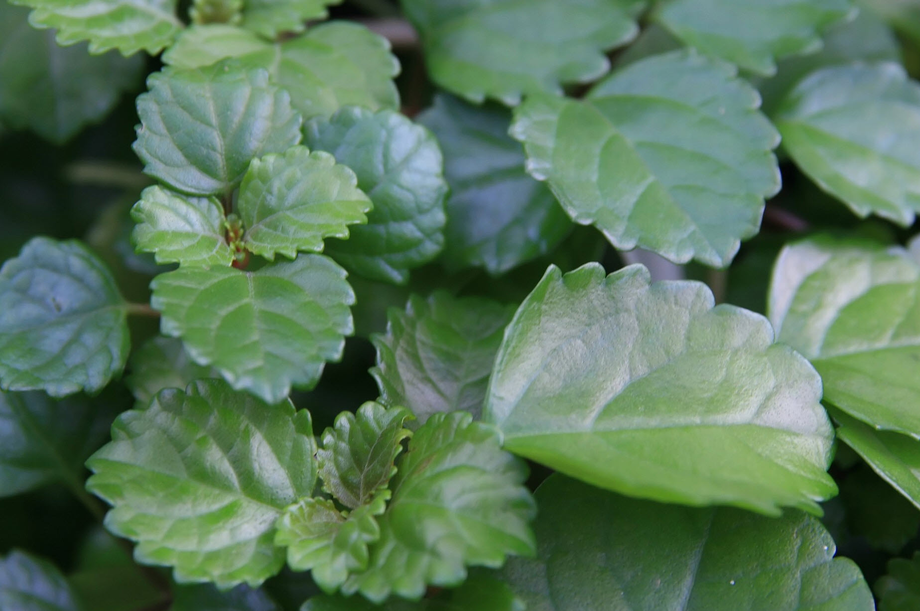 Plectranthus Australis Swedish Ivy – Gardening Solutions