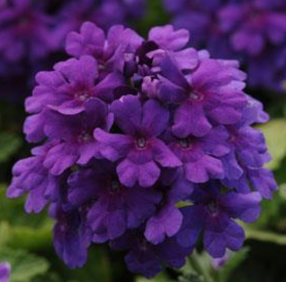 Endura Blue Verbena Clearance | varsana.com