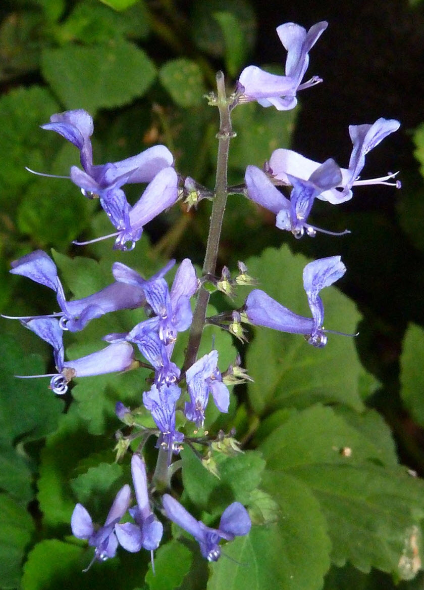Plectranthus zuluensis - Zulu Spurflower | PlantMaster