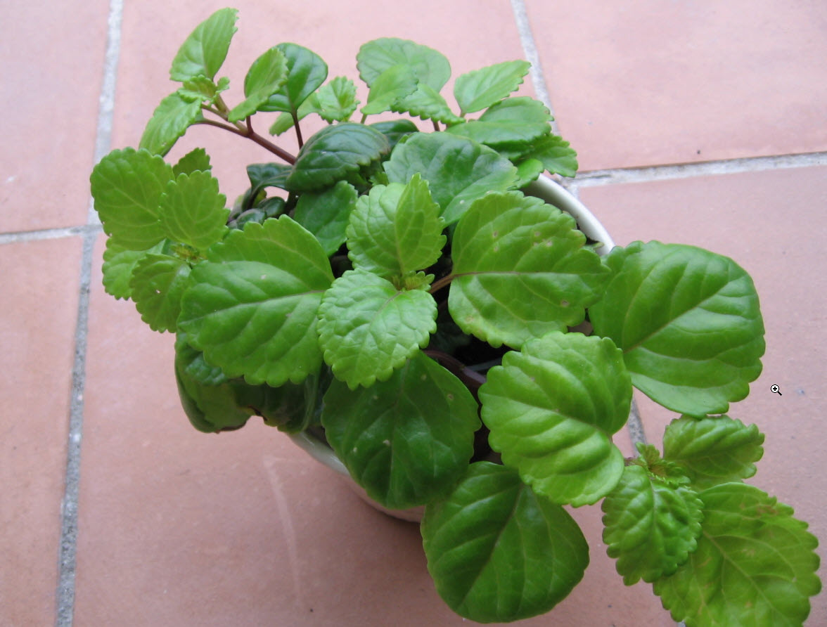 Plectranthus cilatus - Spur Flower | PlantMaster