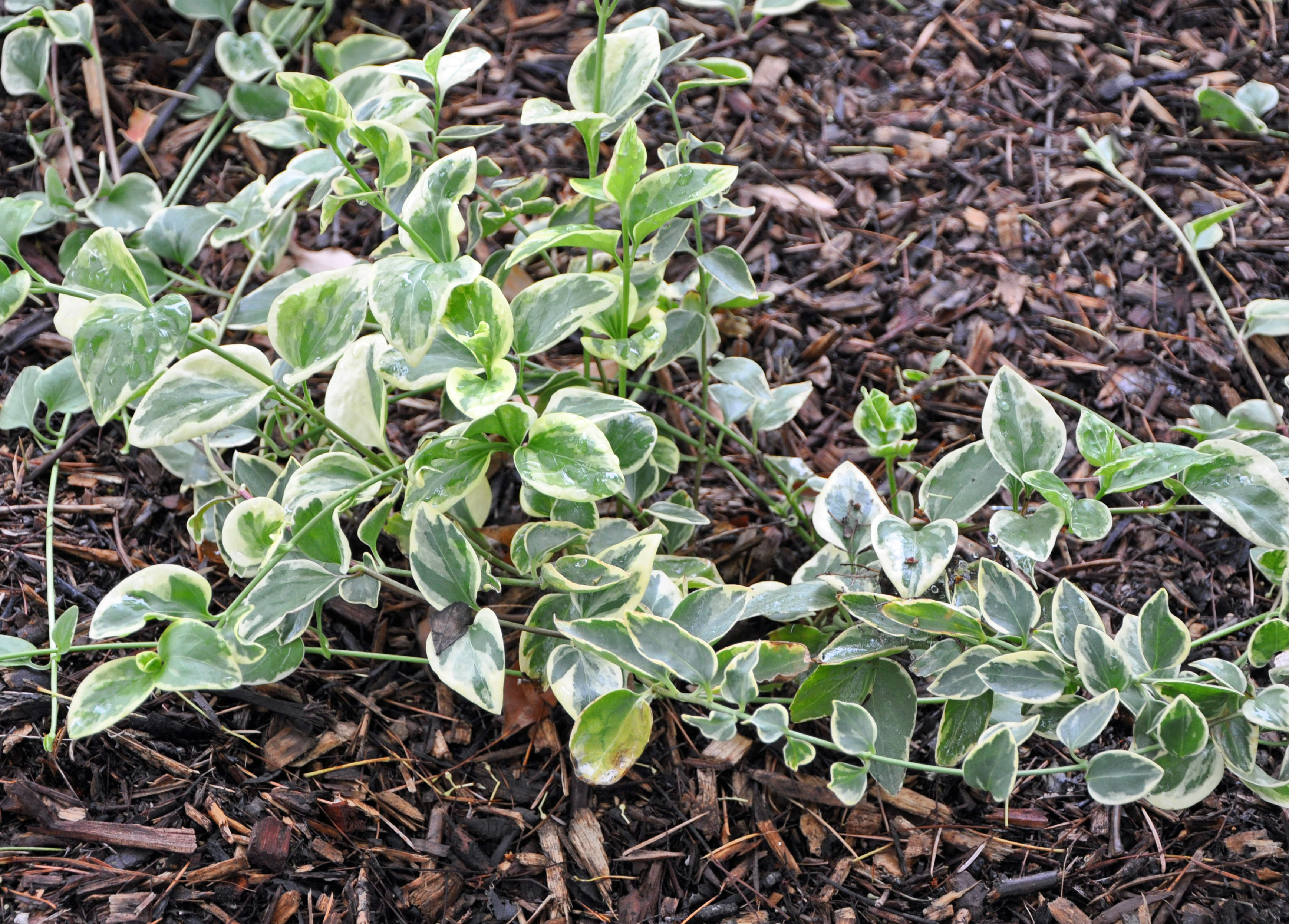 Vinca Minor Variegata