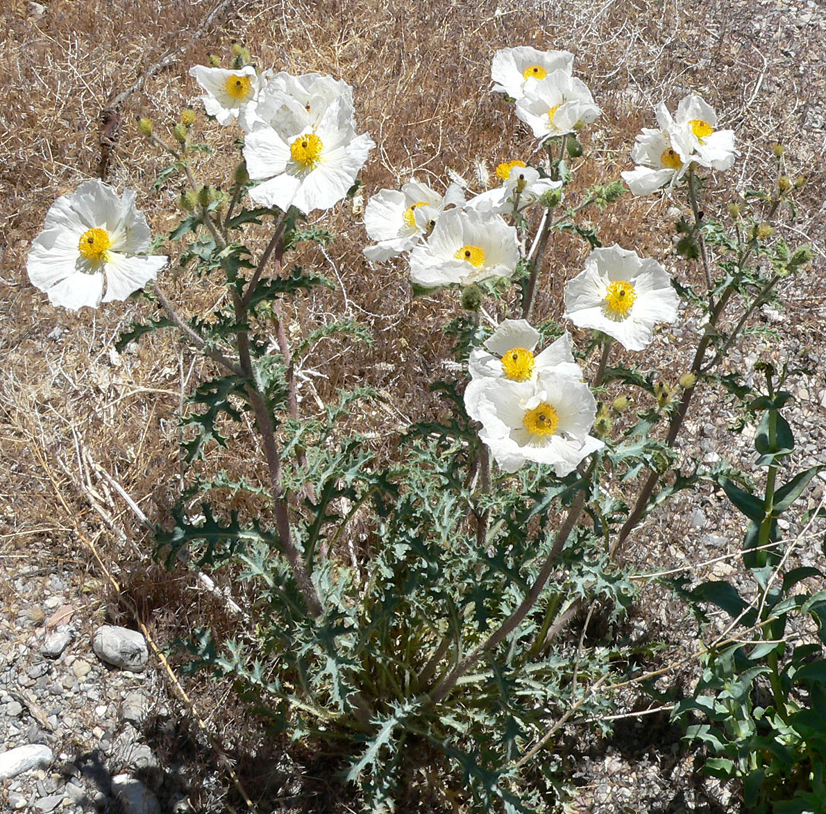 Argemone munita - Prickly Poppy | PlantMaster