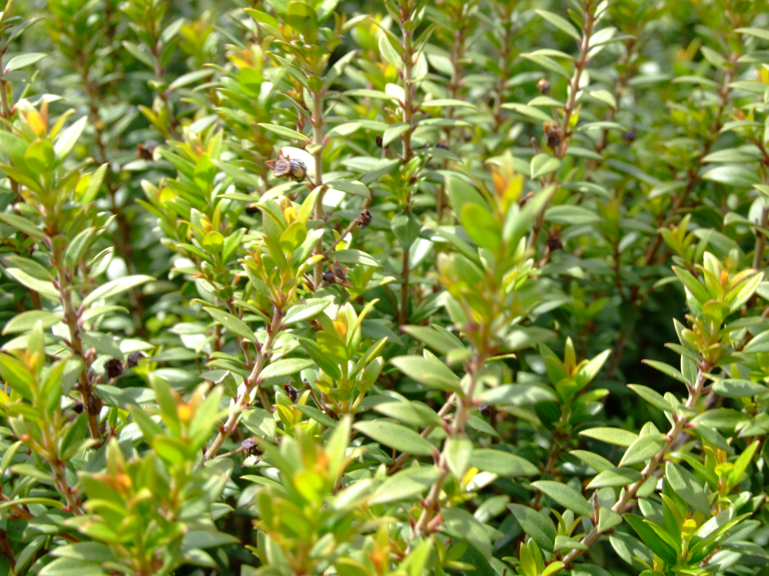Myrtus communis - Common Myrtle | PlantMaster