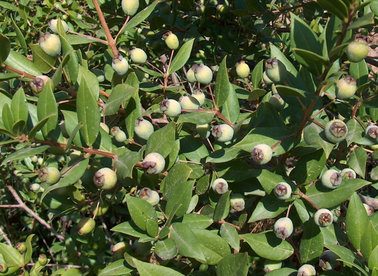 Myrtus communis - Common Myrtle | PlantMaster