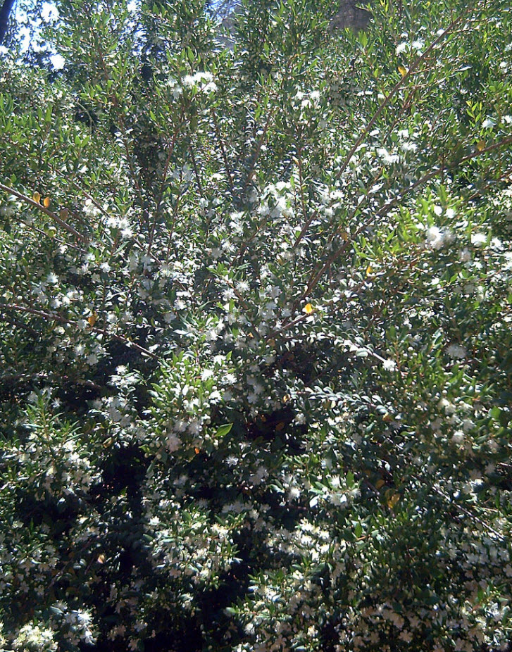 Myrtus communis - Common Myrtle | PlantMaster