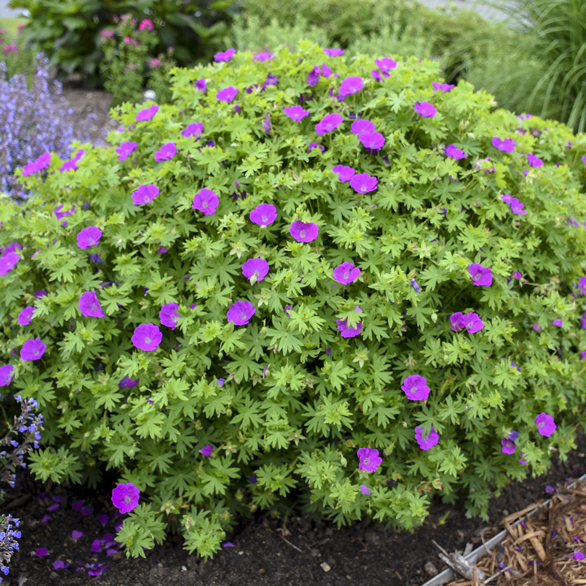 Geranium sanguineum 'Alpenglow' - Alpenglow Cranesbill | PlantMaster