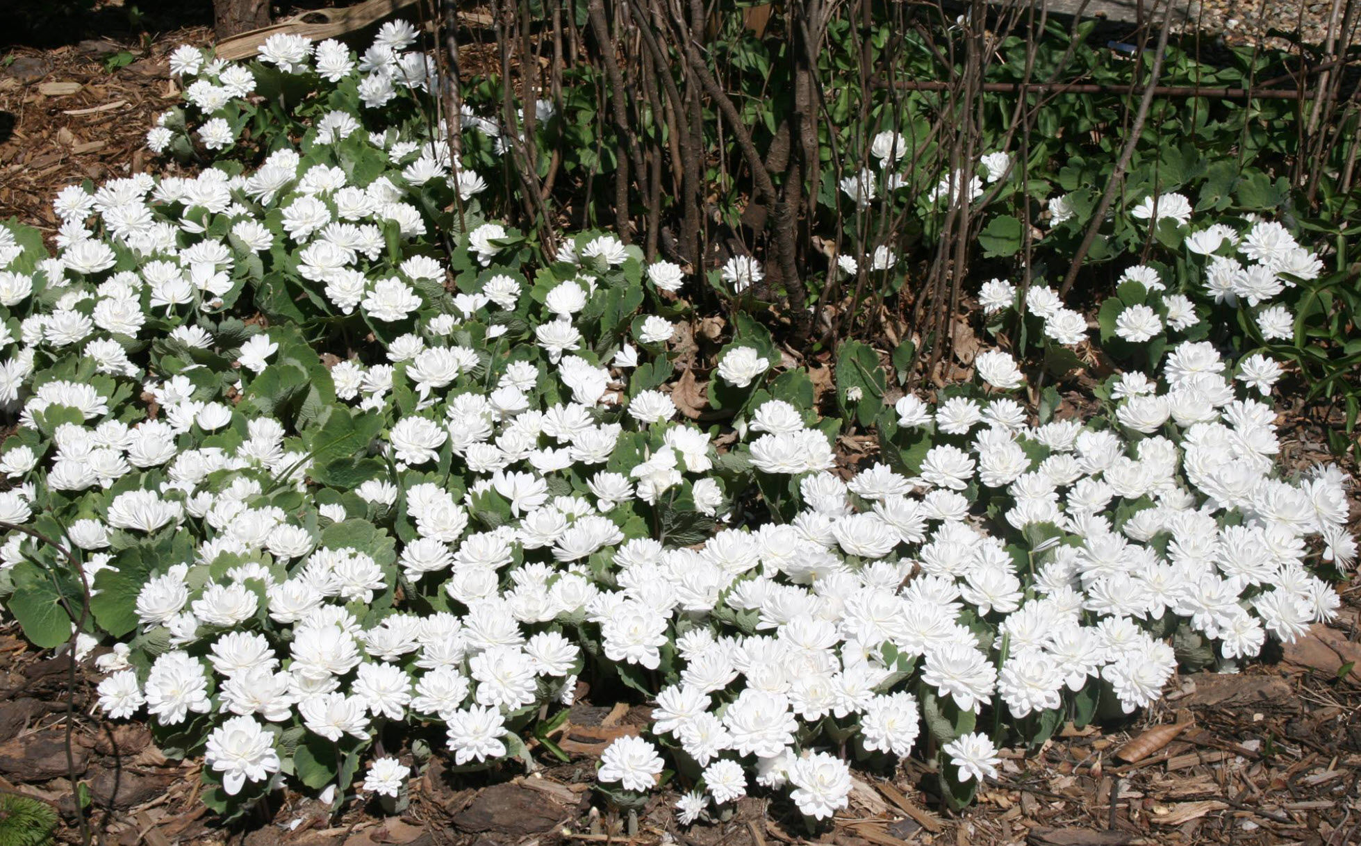 Sanguinaria canadensis - Bloodroot | PlantMaster