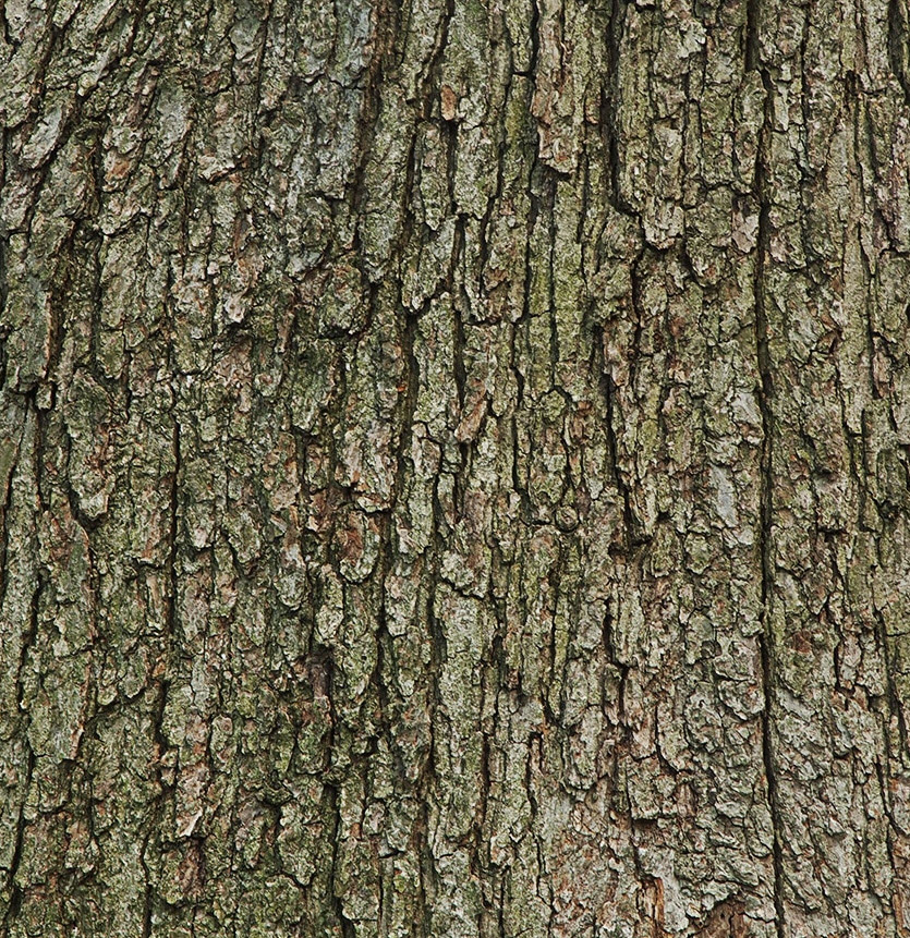 Quercus Lyrata Bark A Beginner's Guide To Selecting Smaller Oak Trees