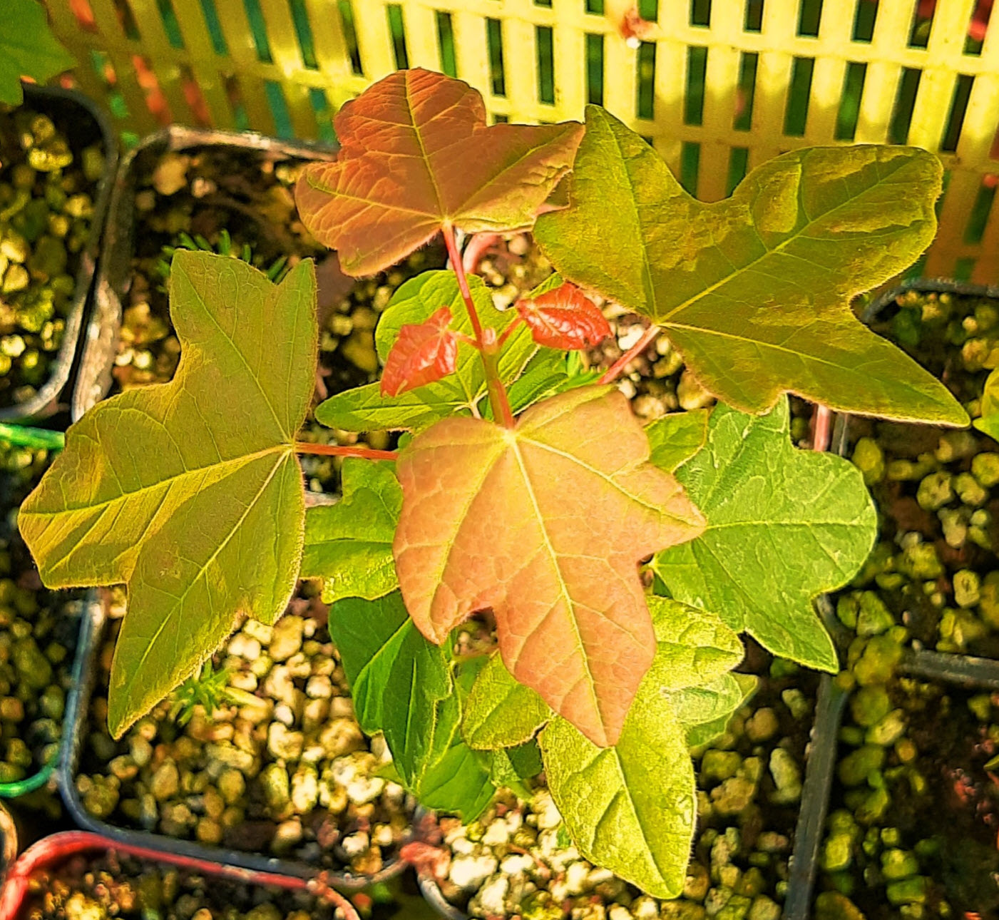 Acer floridanum - Florida Maple | PlantMaster